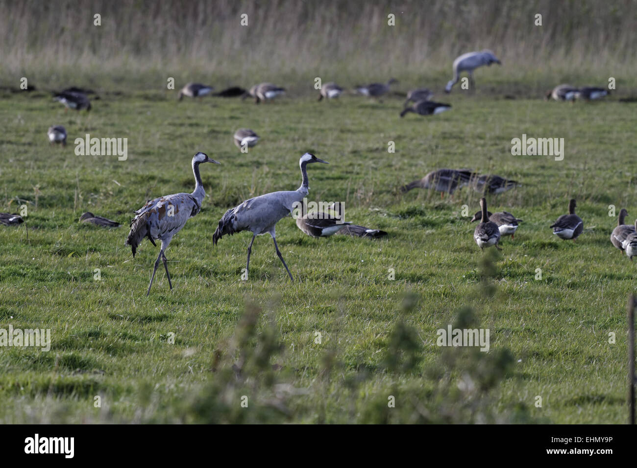 Gray crane hi-res stock photography and images - Alamy