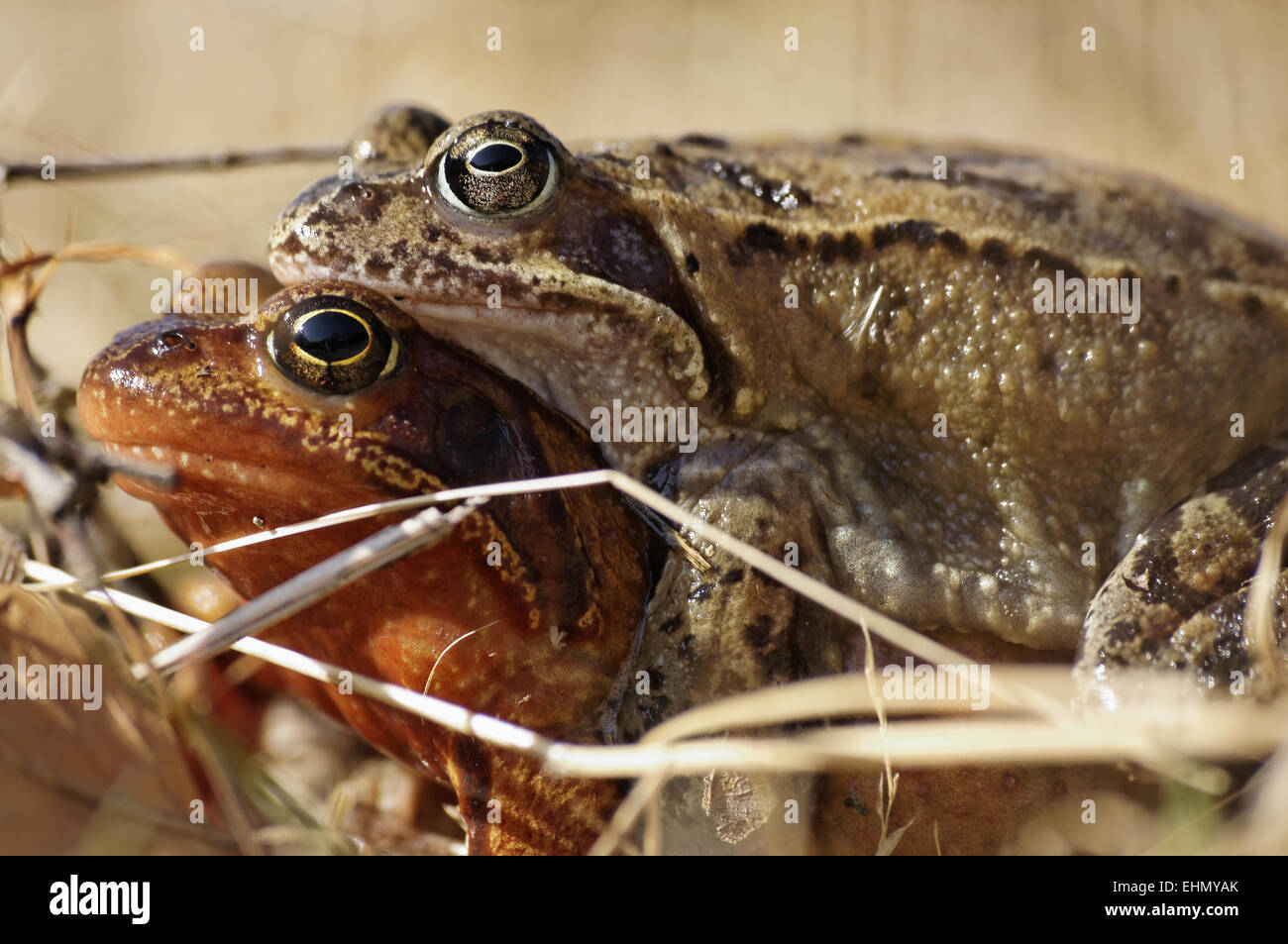 Grass frogs at the mating Stock Photo - Alamy