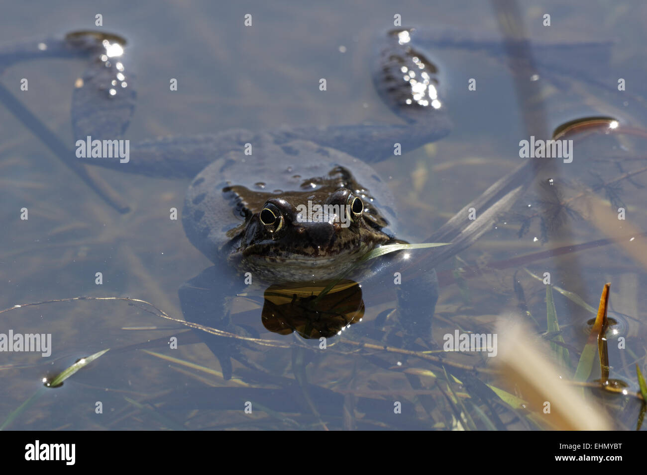 Frog portrait hi-res stock photography and images - Alamy