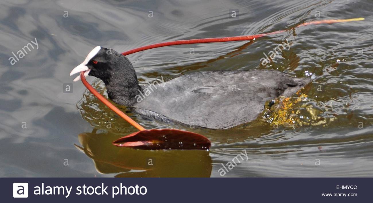 Bald Coot Stock Photos & Bald Coot Stock Images - Alamy