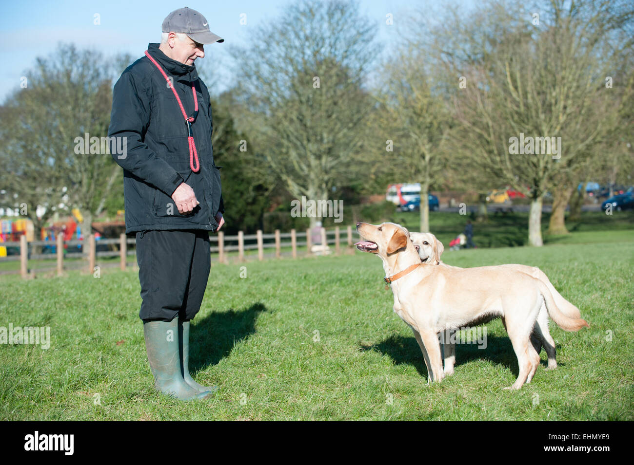 A retired guide dog hi-res stock photography and images - Alamy