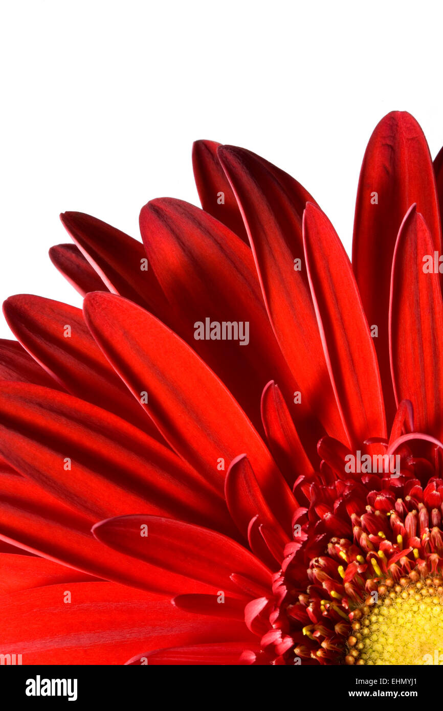 Flower part, petals, close up. Gerber Stock Photo - Alamy