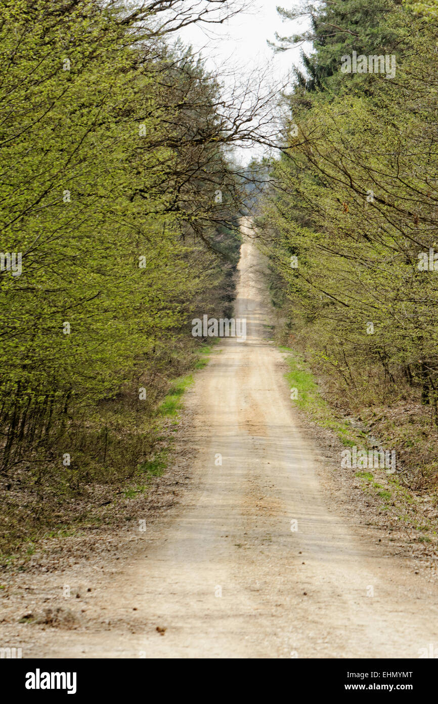 dirt road in the forest Stock Photo - Alamy