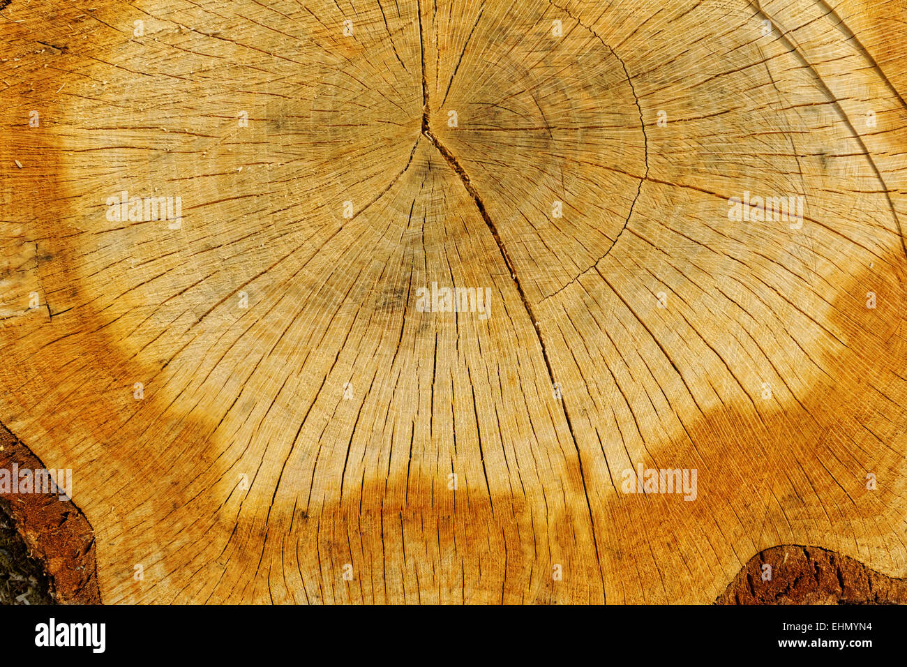 cut out tree trunk with annual rings Stock Photo - Alamy