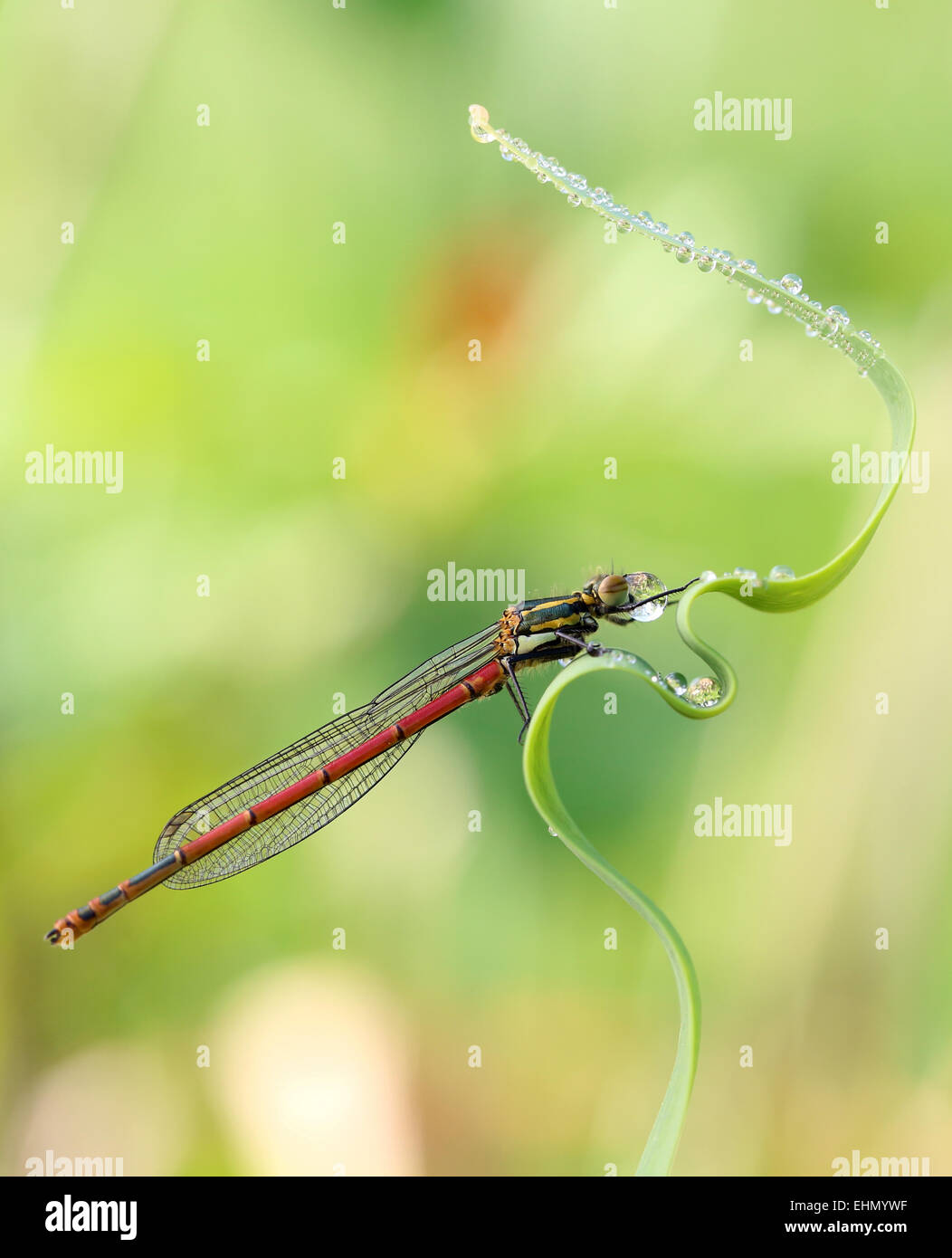 large red damselfly Stock Photo - Alamy