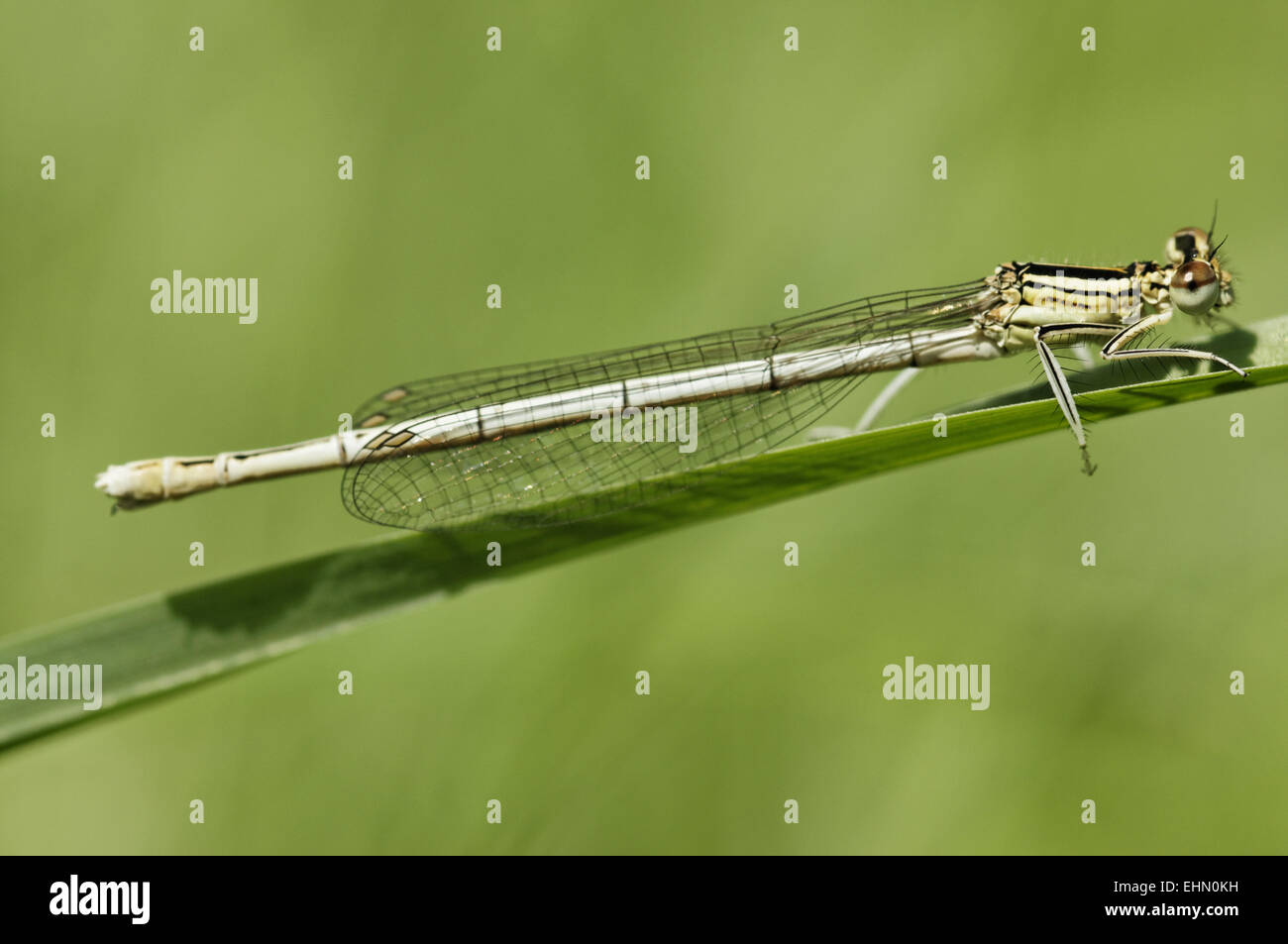 Dragon stick hi-res stock photography and images - Alamy