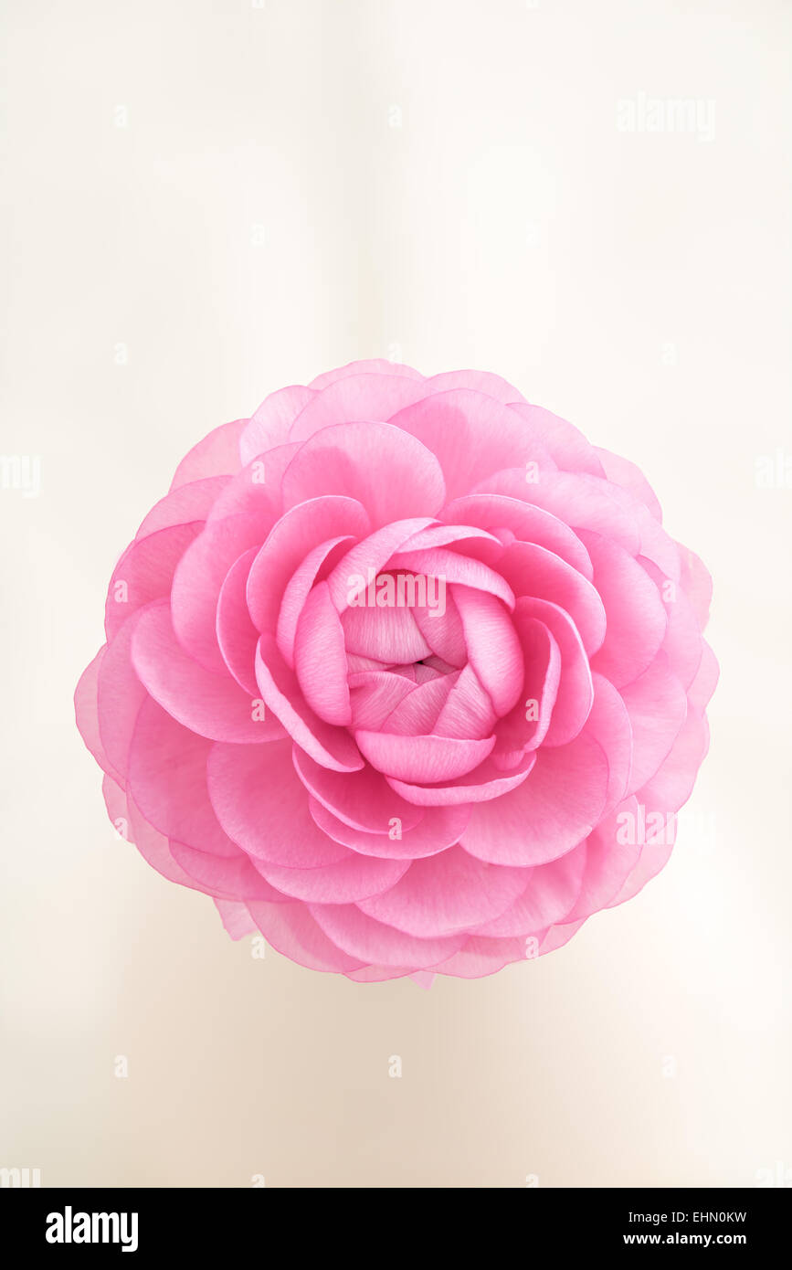 Single pink ranunculus flower macro from above Stock Photo - Alamy