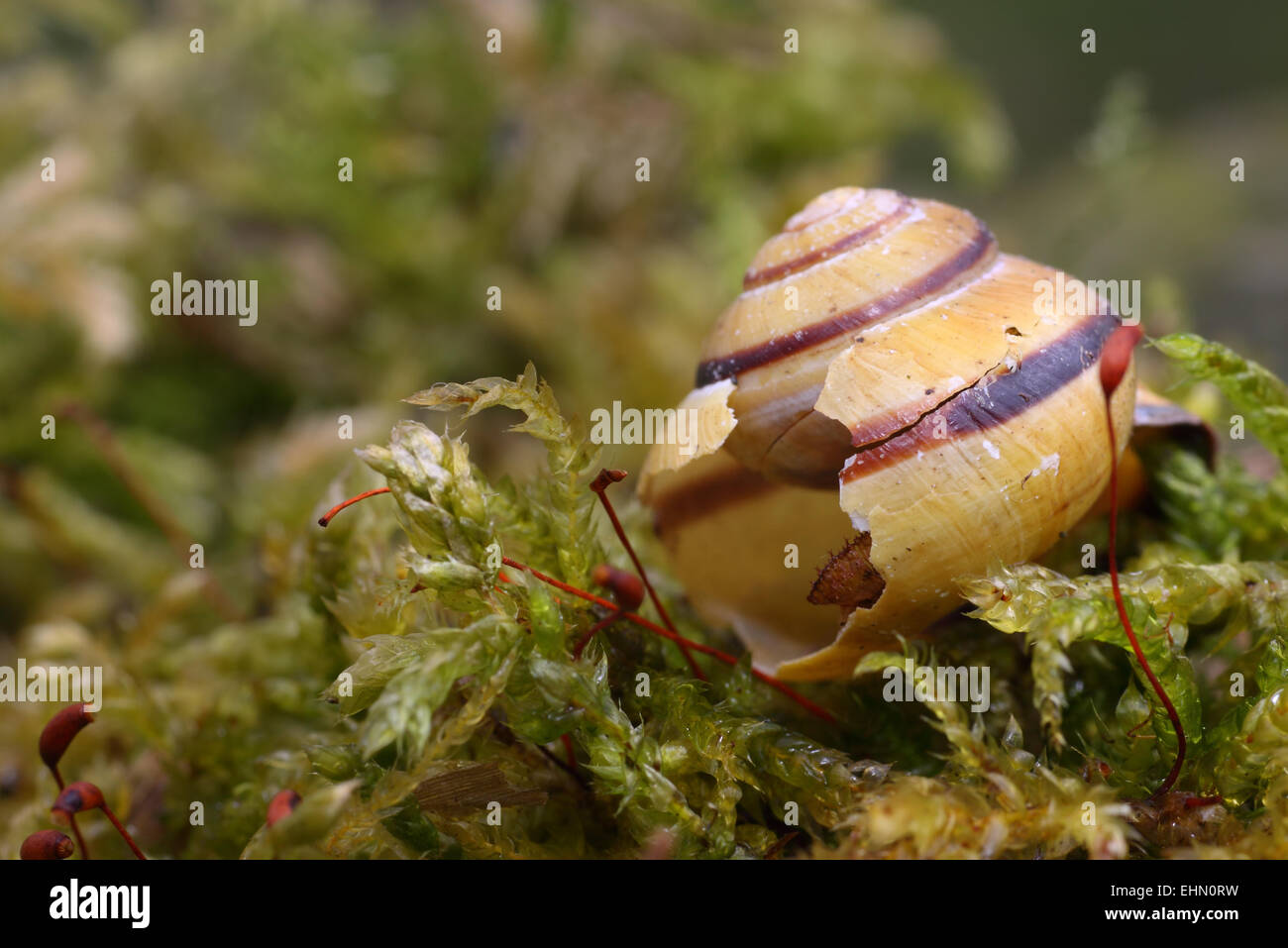 Lime snail shell hi-res stock photography and images - Alamy