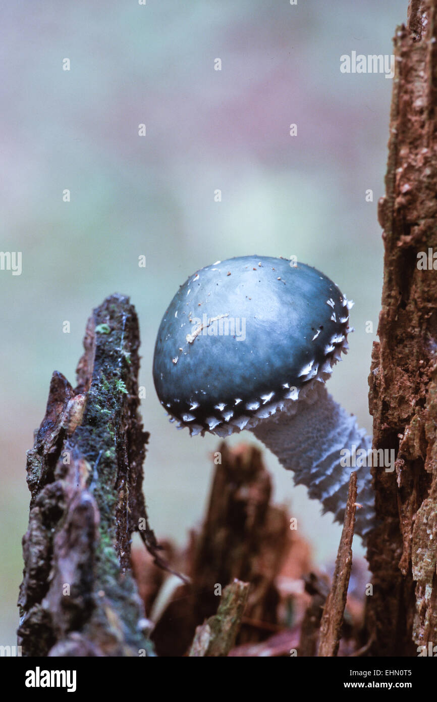 Verdigris High Resolution Stock Photography and Images - Alamy