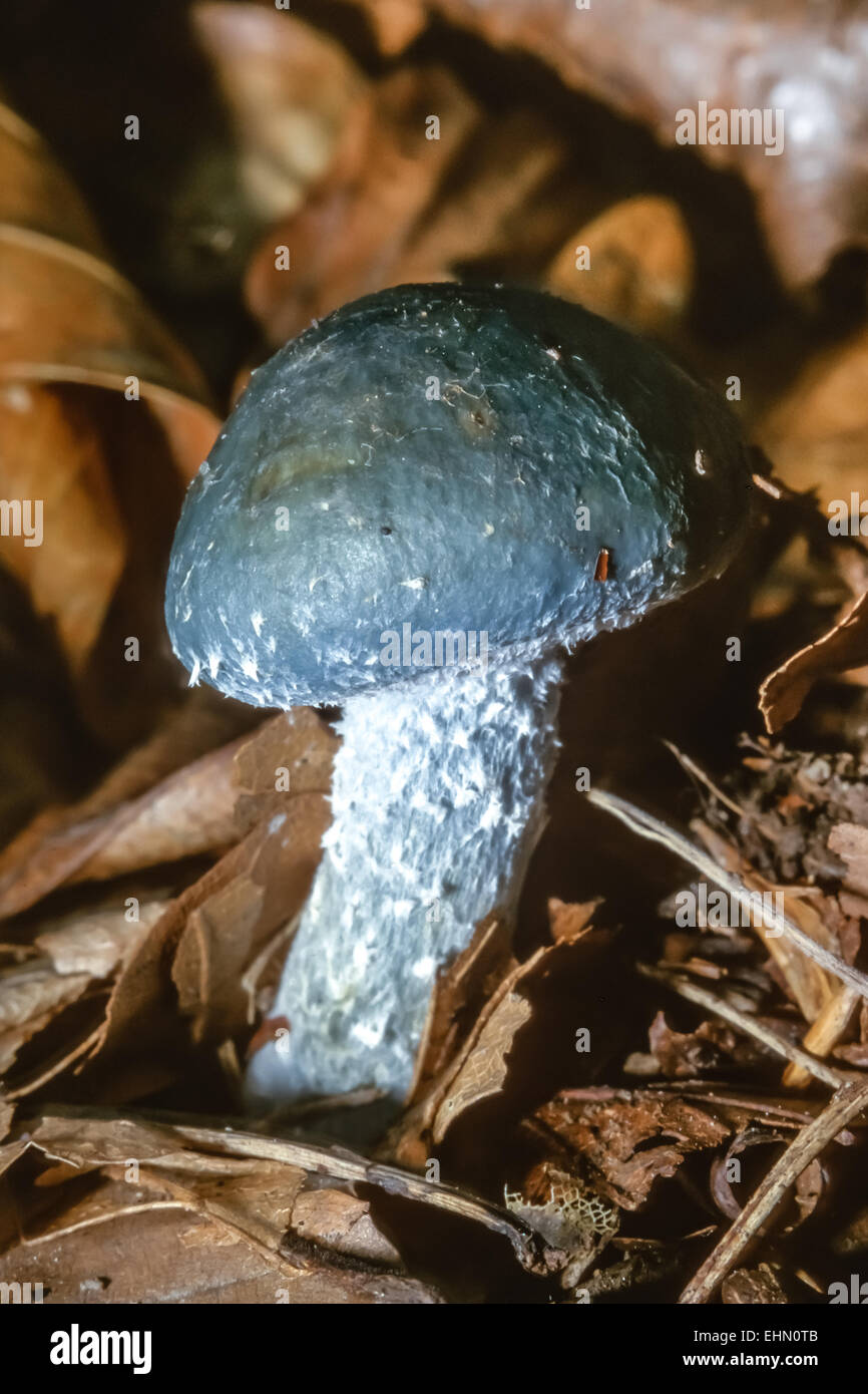 Verdigris Agaric Fungi High Resolution Stock Photography and Images - Alamy