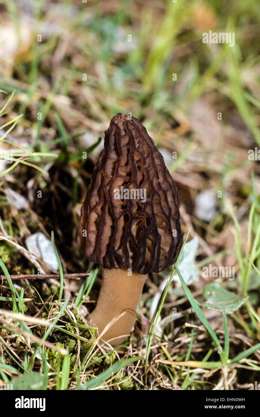 Black morel hi-res stock photography and images - Alamy