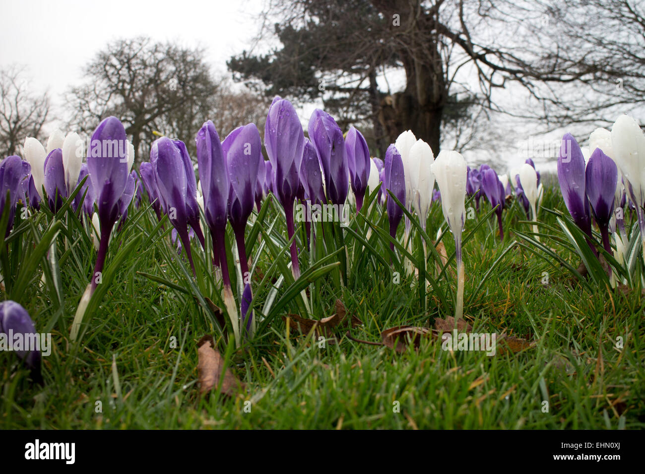 Flowers naturalised in grass hi-res stock photography and images - Alamy