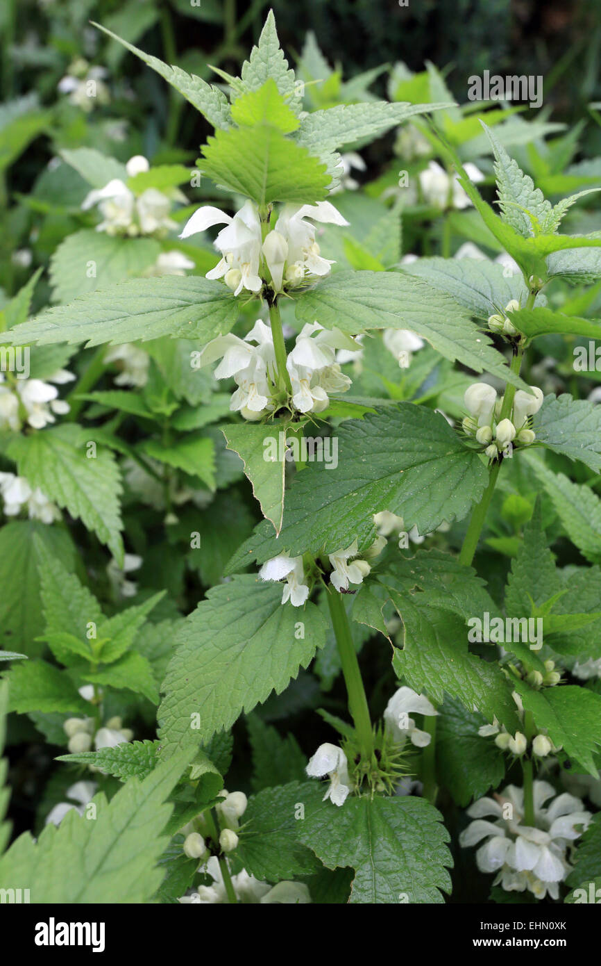 Lamium album, White Deadnettle Stock Photo - Alamy