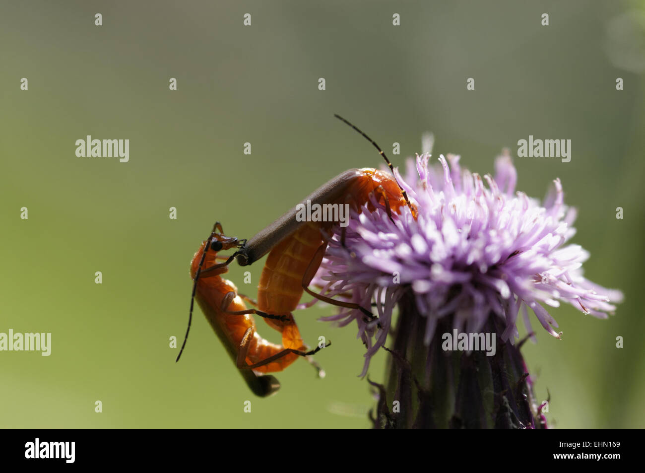 Mating red soldier beetles hi-res stock photography and images - Alamy