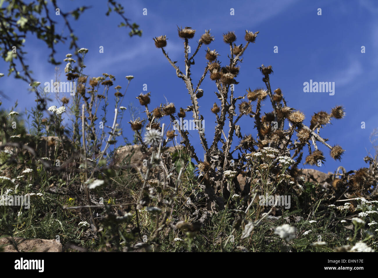 Dry vegetation hi-res stock photography and images - Alamy