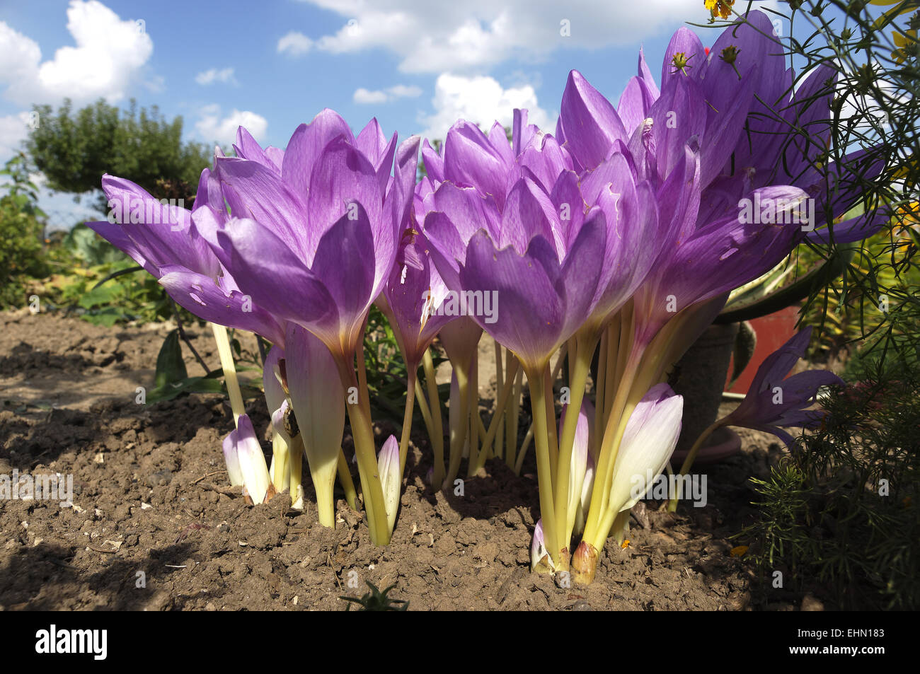 Colchicum autumnale autumn crocus hi-res stock photography and images ...
