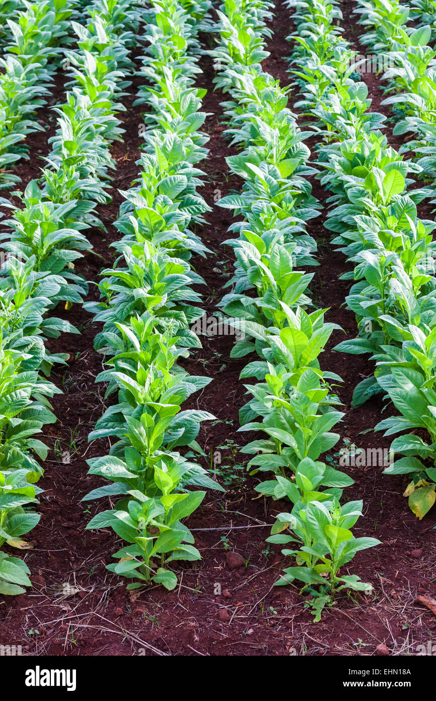 Cuba tobacco plant hi-res stock photography and images - Alamy