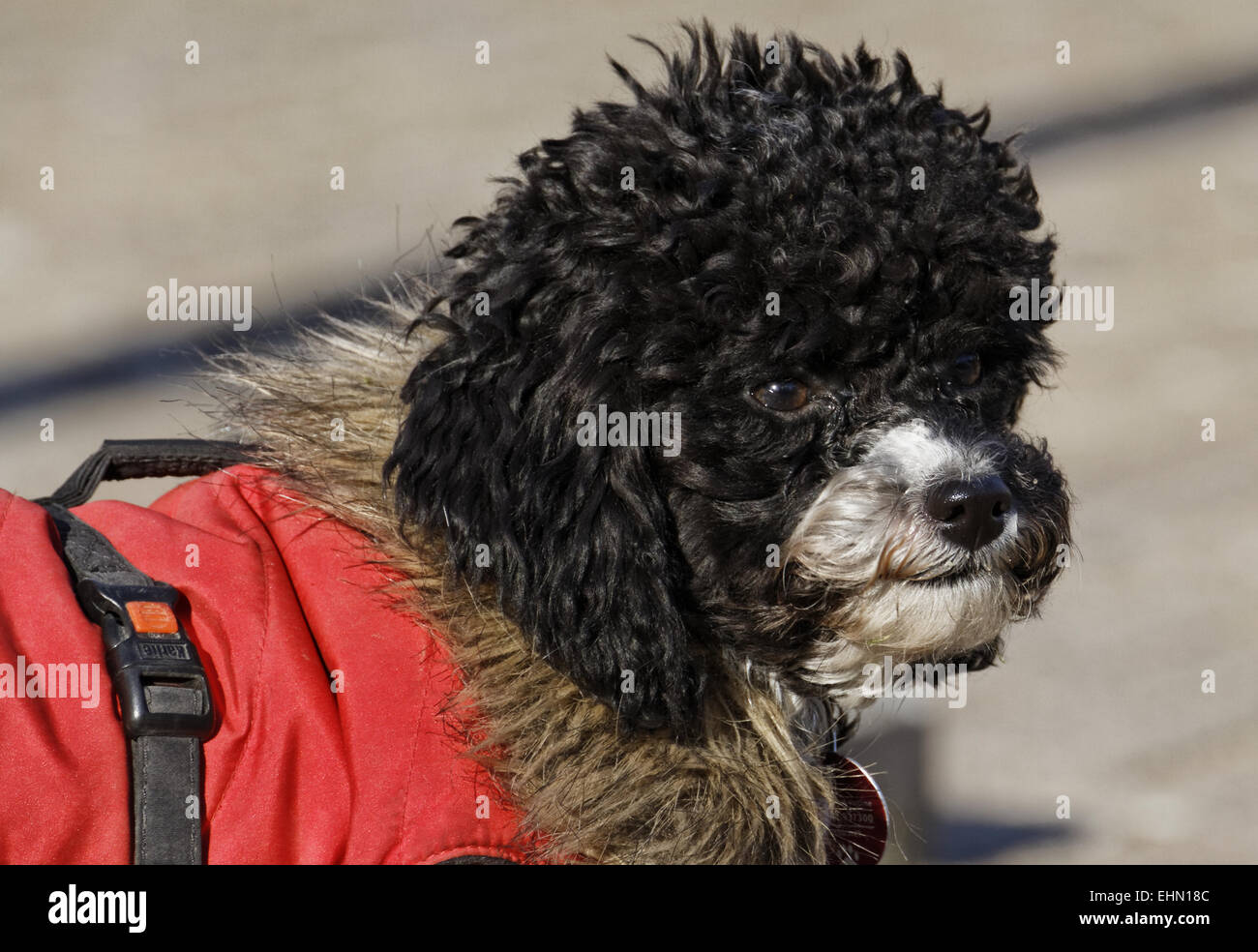 Harlequin poodles play Stock Photo - Alamy