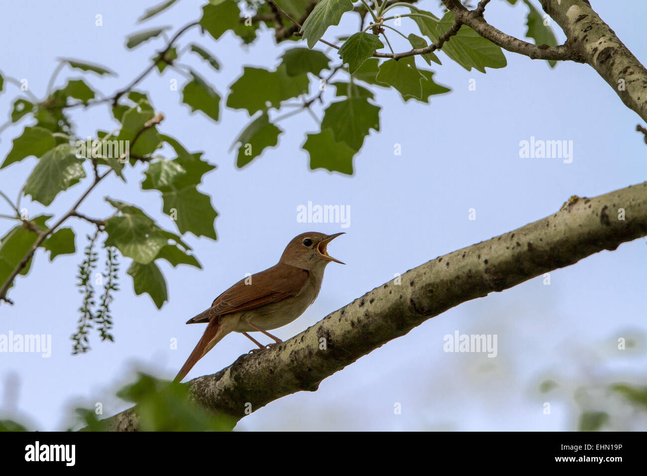Nightingale hi-res stock photography and images - Alamy