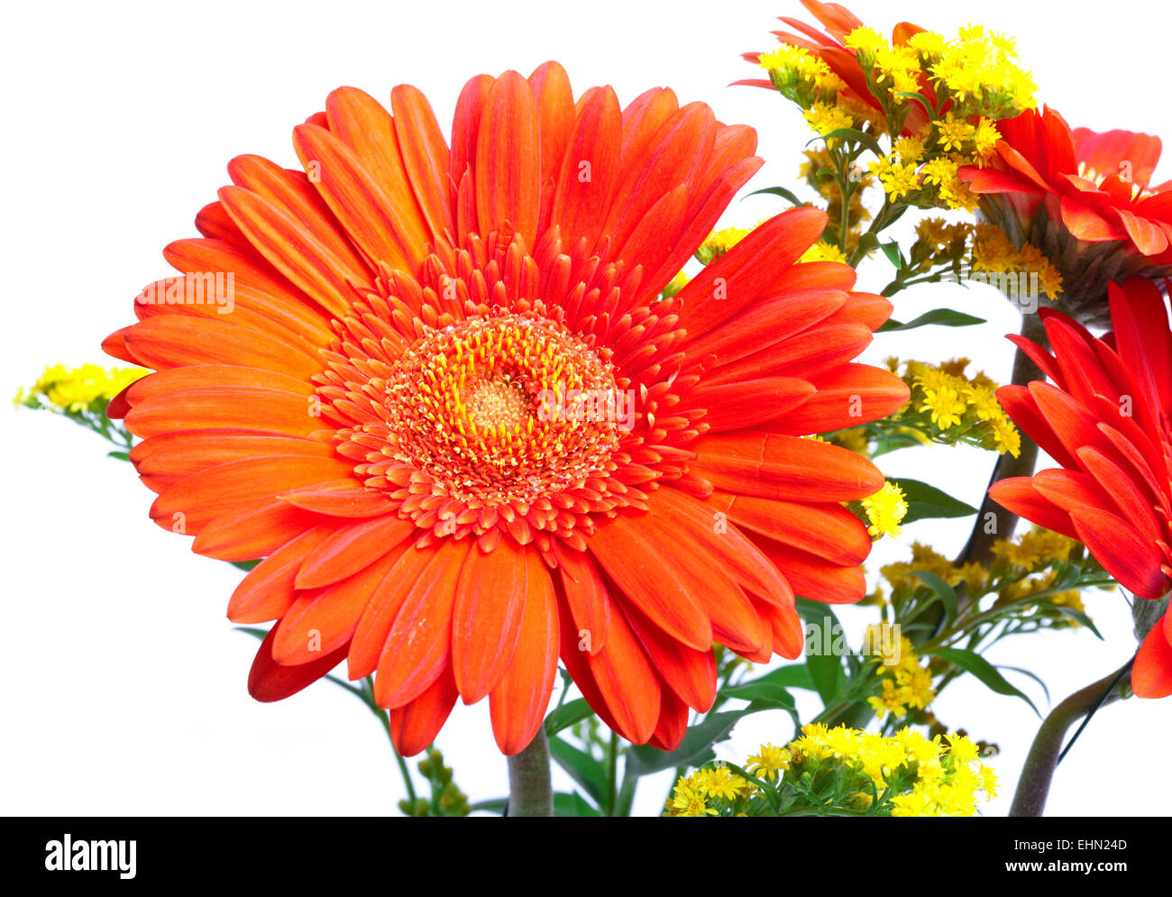 Lush gerbera hi-res stock photography and images - Alamy