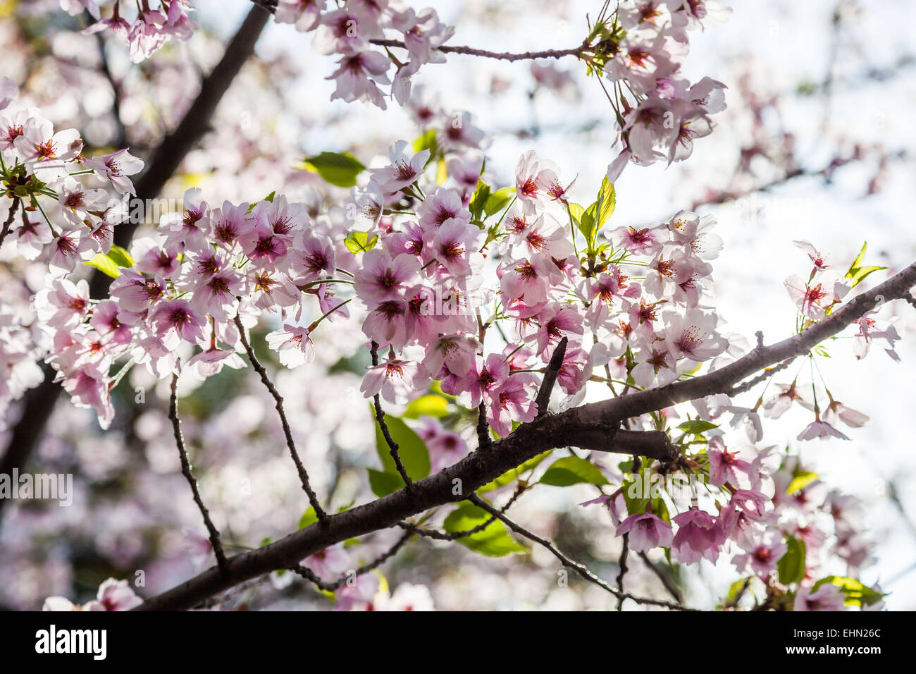 Prunus sp flower hi-res stock photography and images - Alamy