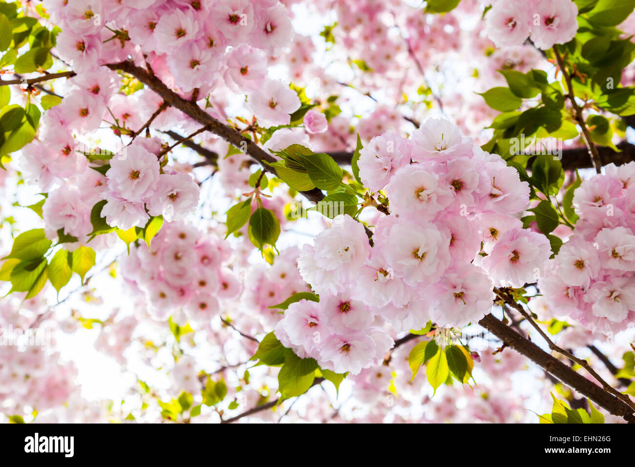 Cherry orchard (Prunus sp Stock Photo - Alamy
