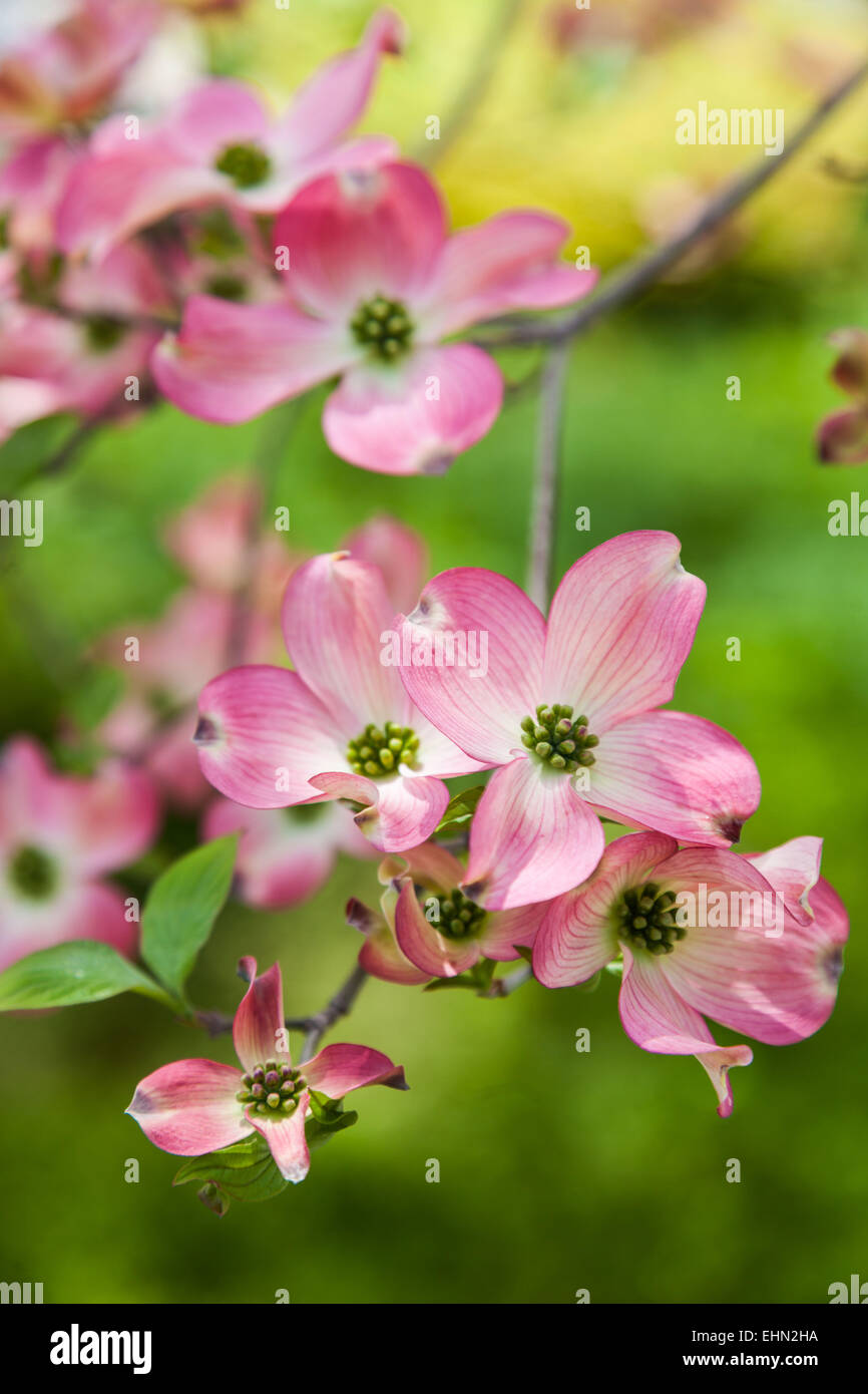 Prunus sp hi-res stock photography and images - Alamy