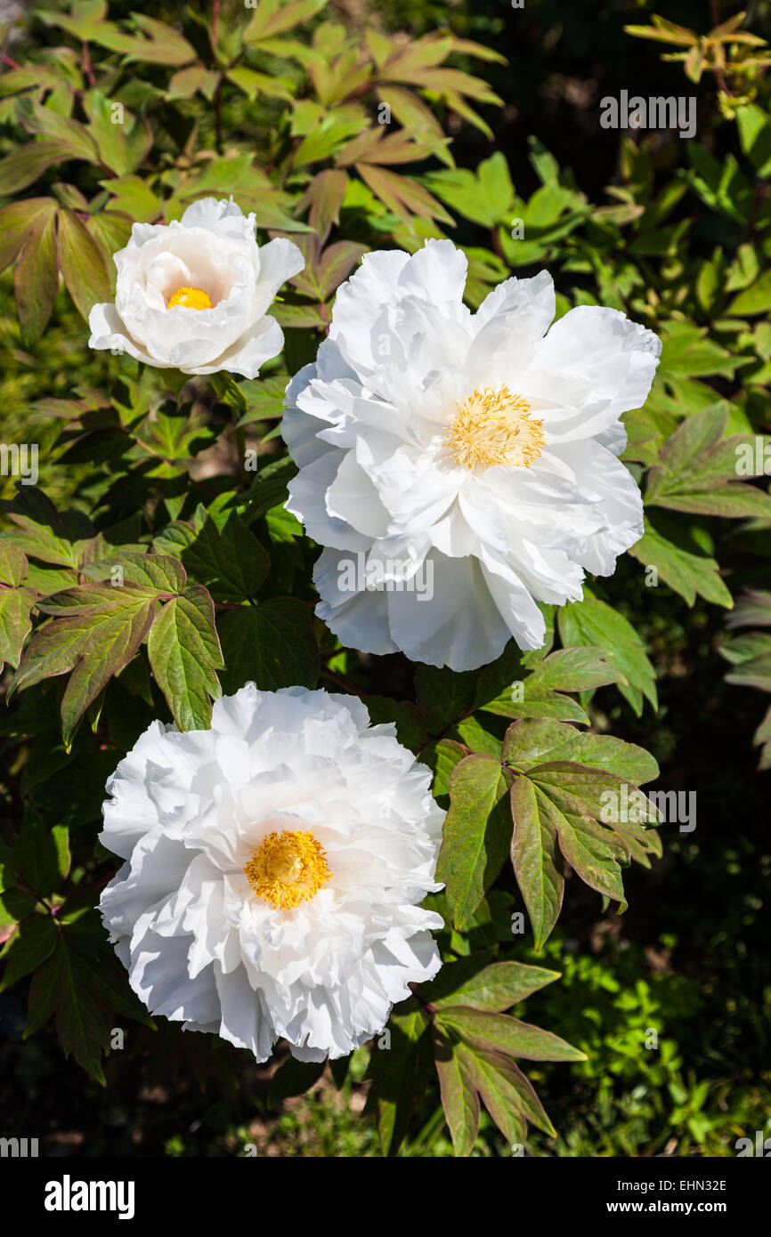 Still life peonies hi-res stock photography and images - Alamy