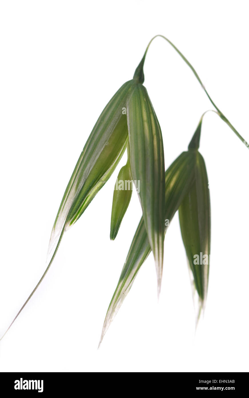 Fresh green oats close up on white background Stock Photo - Alamy