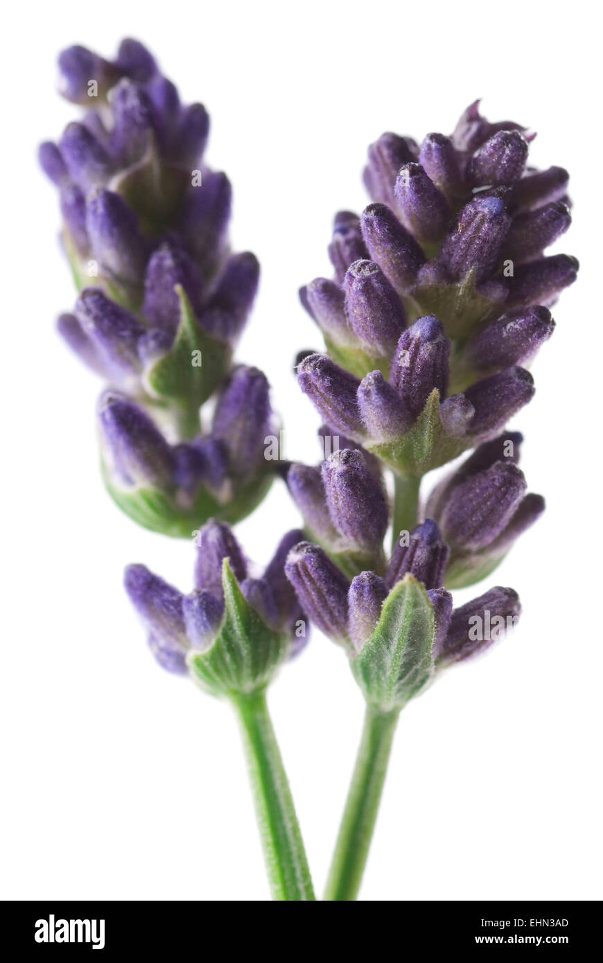 Lavender Close Up