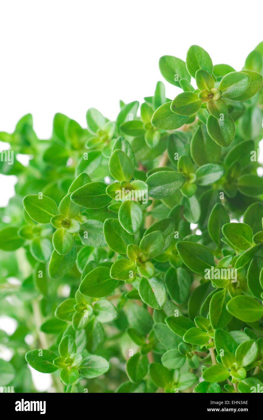 Scented spice hi-res stock photography and images - Alamy