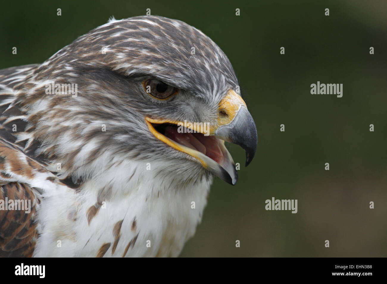 Ferruginous hawk hi-res stock photography and images - Alamy