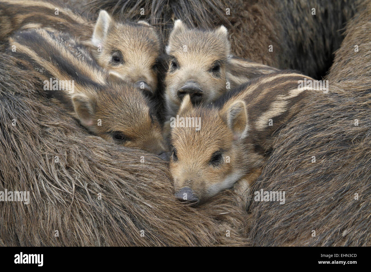 Boar with piglets hi-res stock photography and images - Alamy
