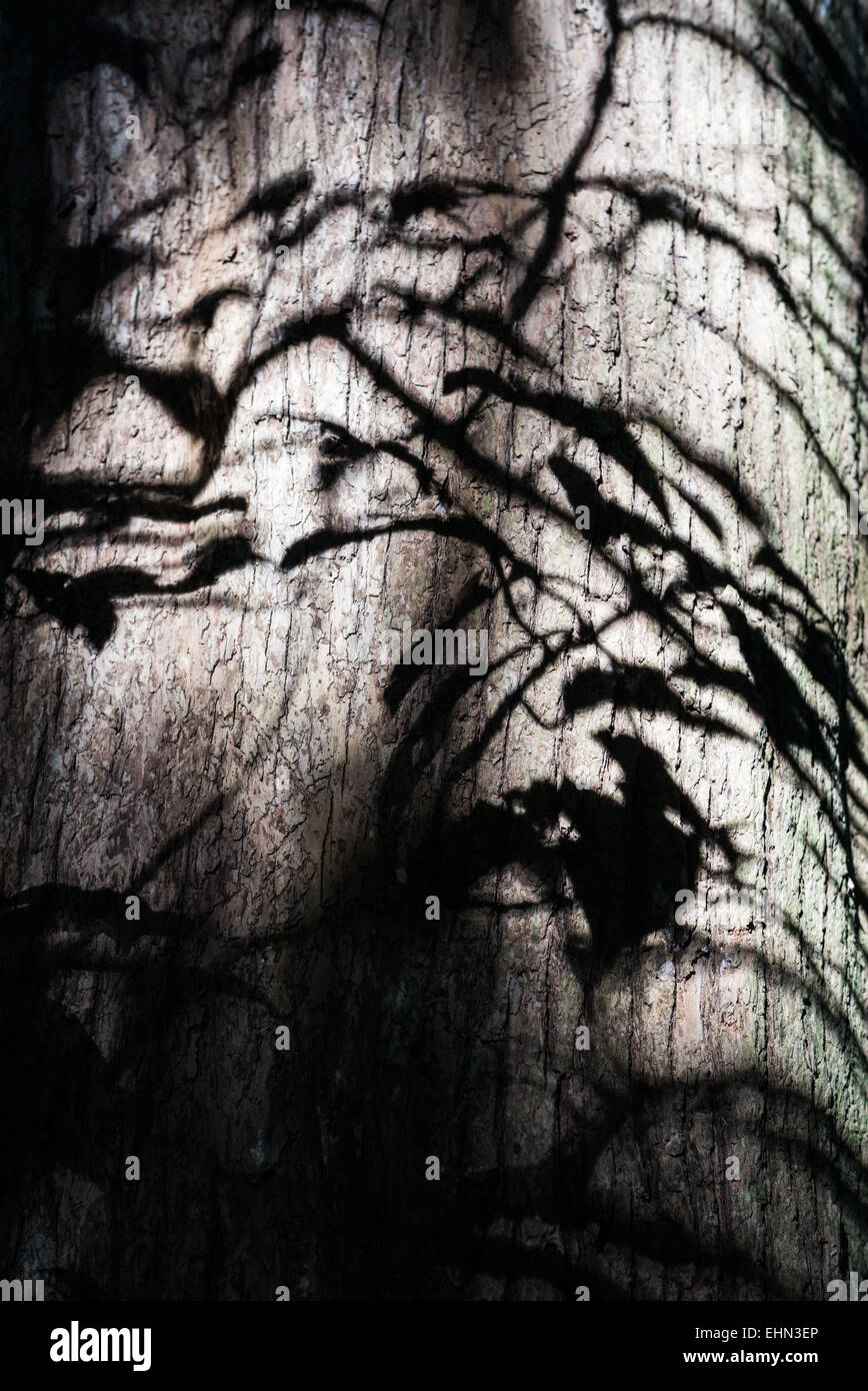 Shadow on a tree trunk Stock Photo - Alamy