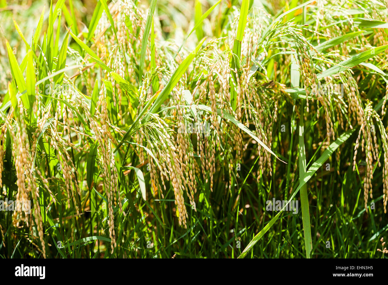 Rice field, India Stock Photo - Alamy