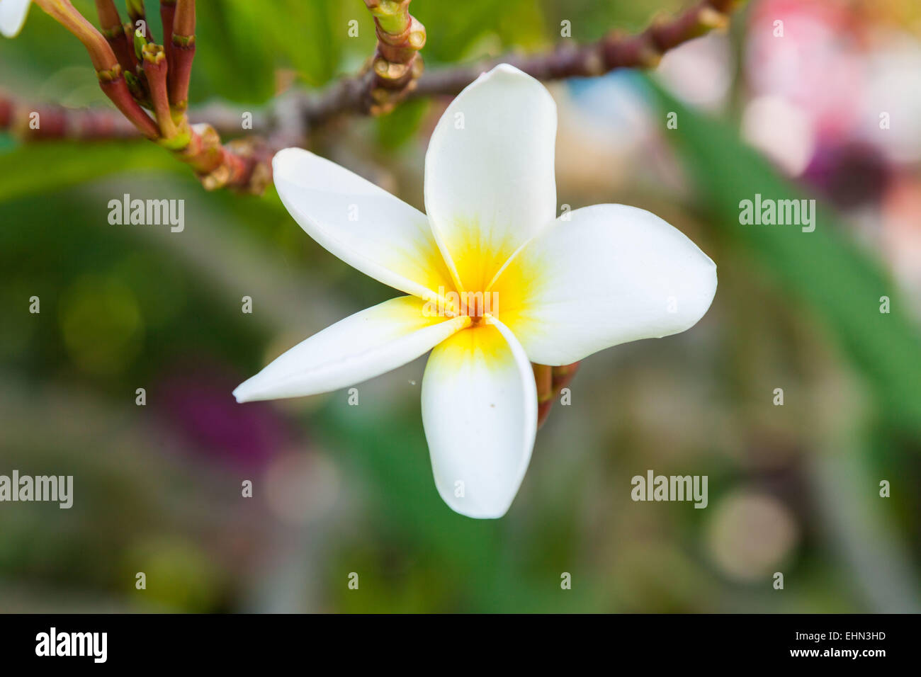 Frangipani tree flower hi-res stock photography and images - Alamy
