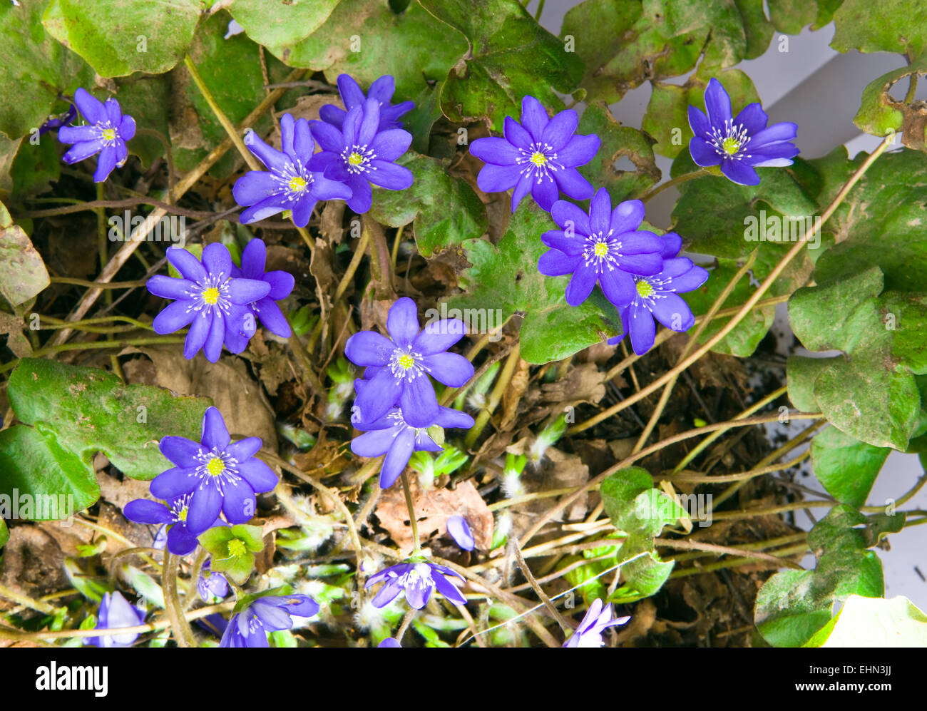 Dark blue Snowdrops Stock Photo - Alamy
