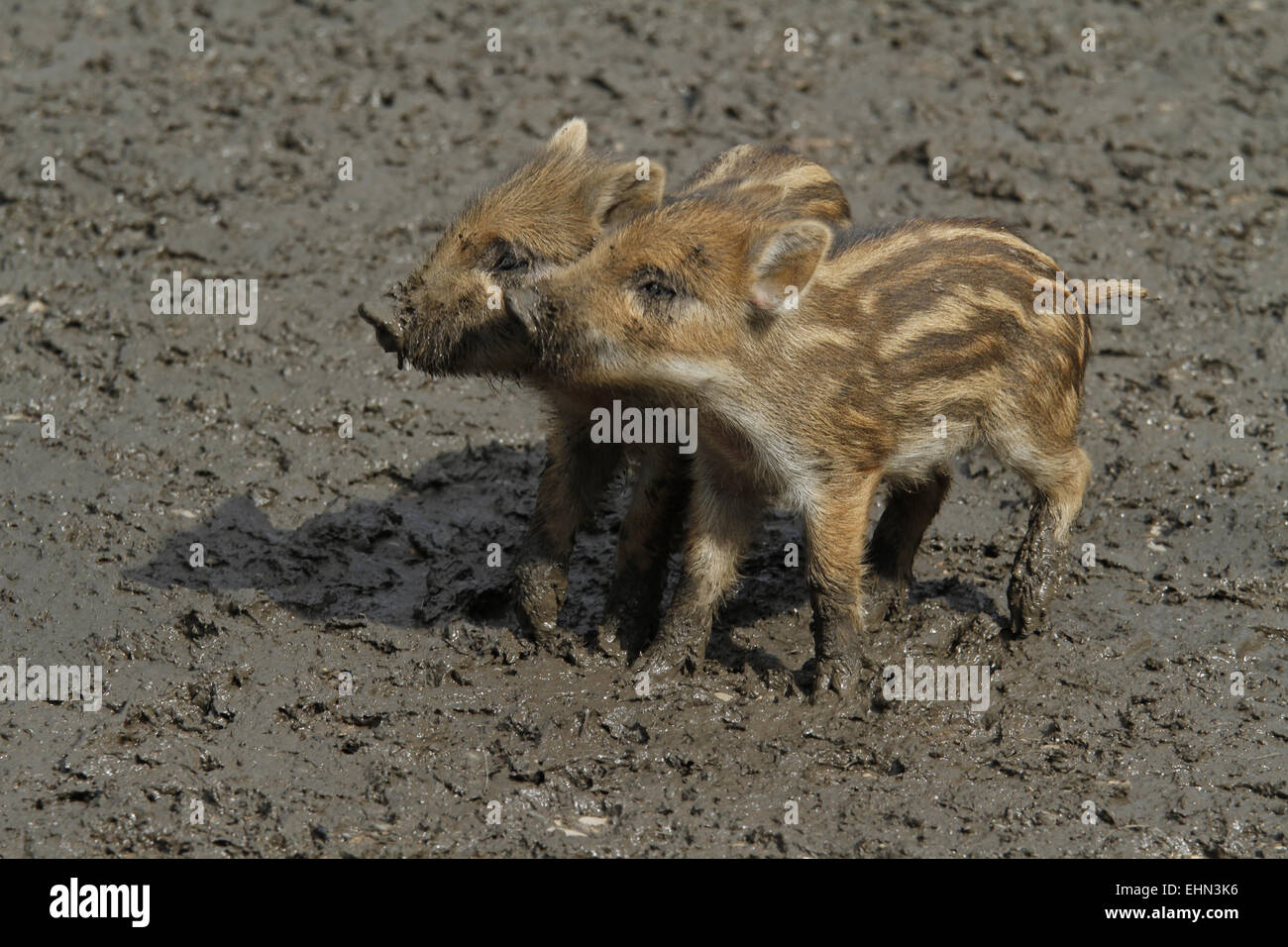 Boar piglets hi-res stock photography and images - Alamy