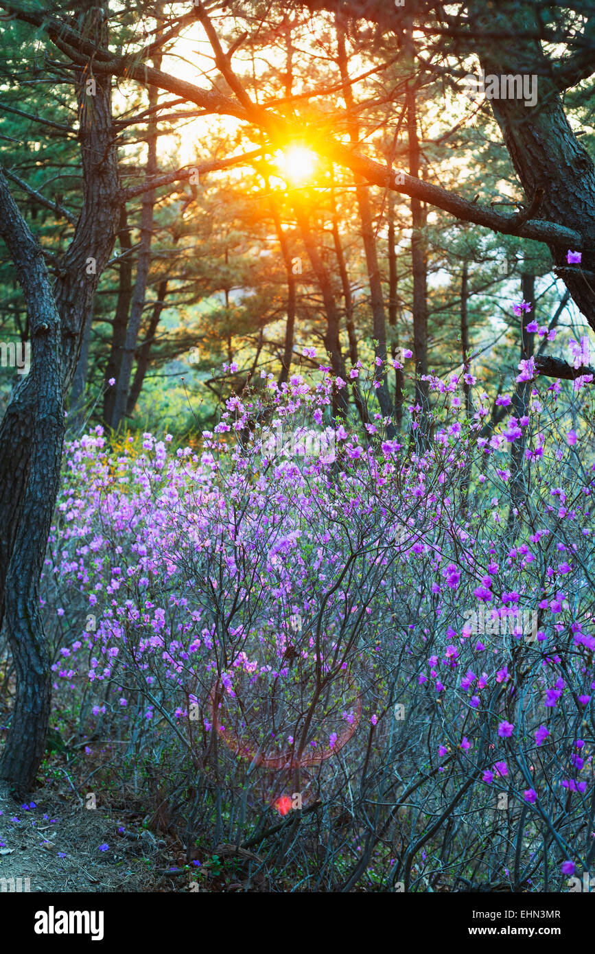 Asia, Republic of Korea, South Korea, Busan, spring blossom Stock Photo ...