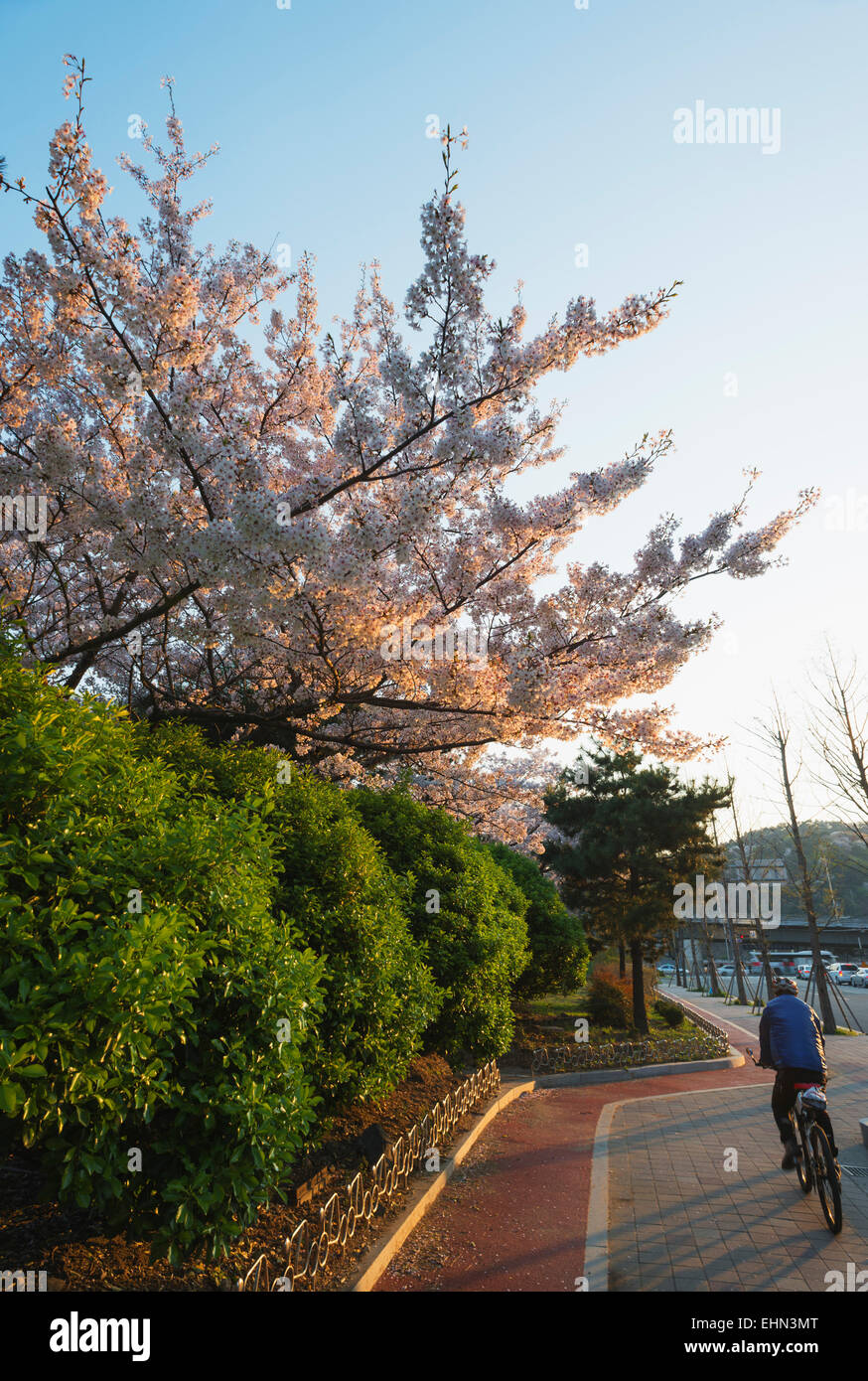 Asia, Republic of Korea, South Korea, Busan, spring blossom Stock Photo ...