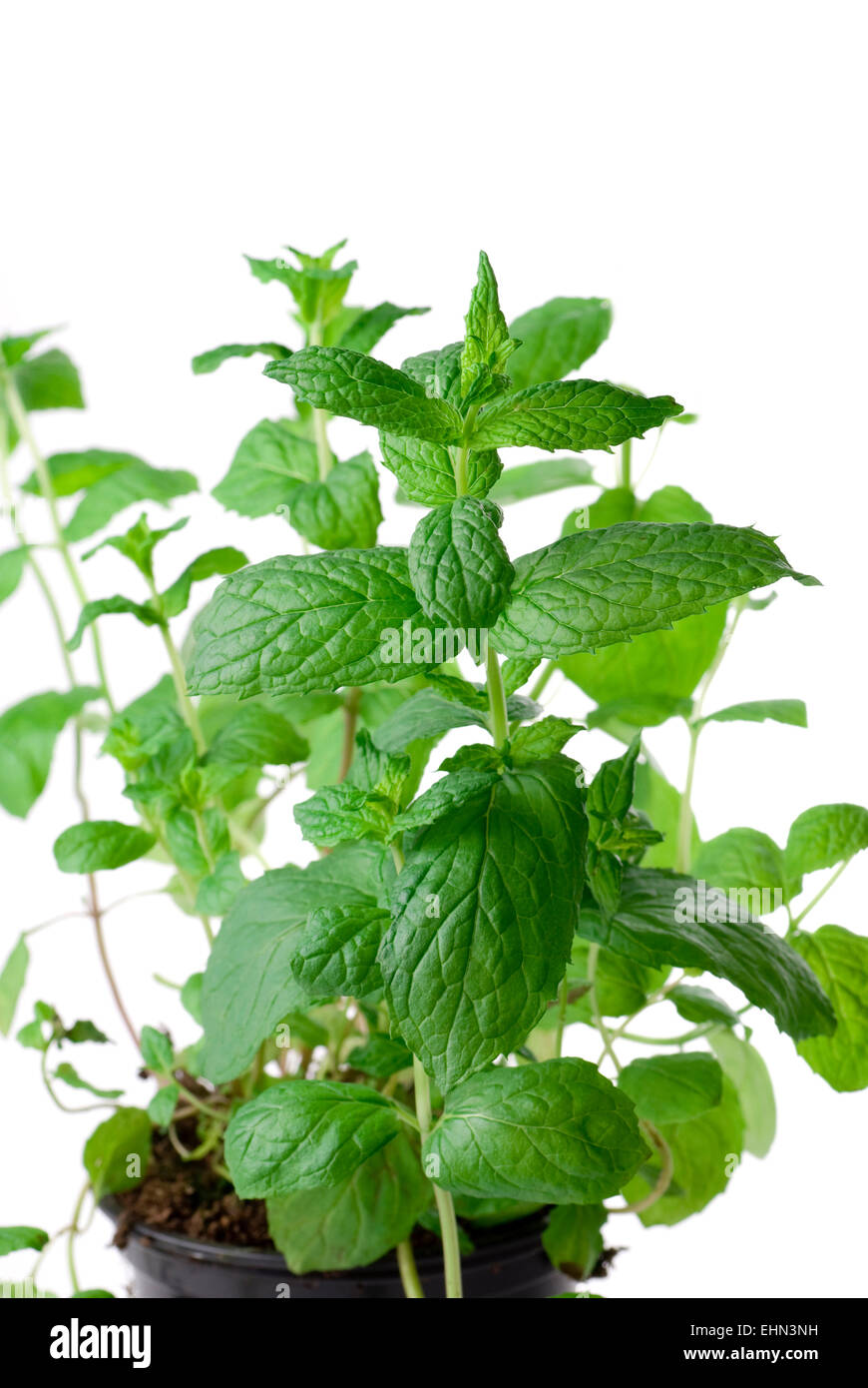Fresh peppermint in a pot on white background Stock Photo - Alamy