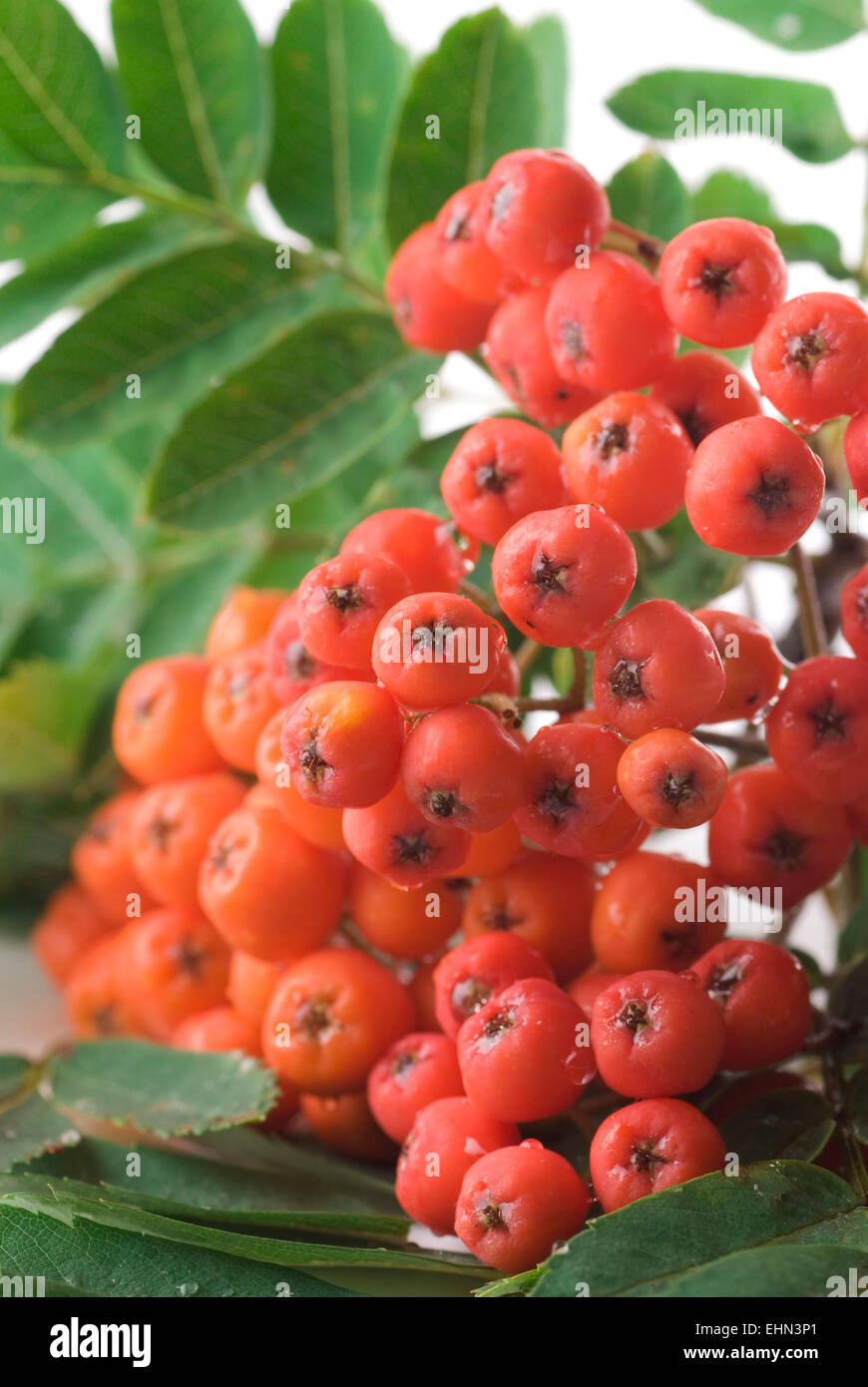 Rowan jelly hi-res stock photography and images - Alamy