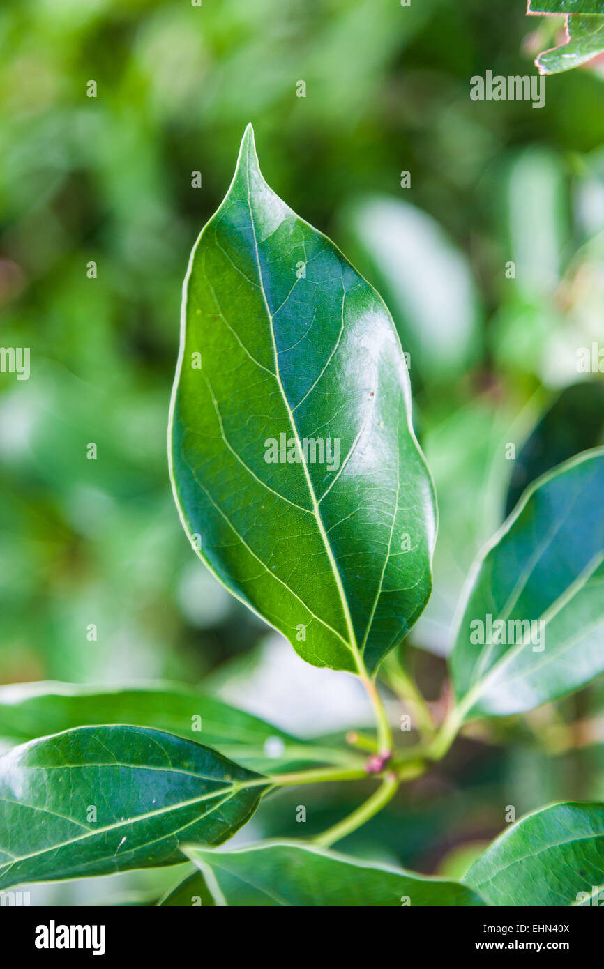 Camphor tree cinnamomum camphora camphor hi-res stock photography and ...
