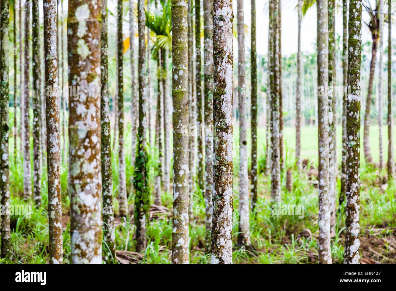 Trunks palm hi-res stock photography and images - Alamy