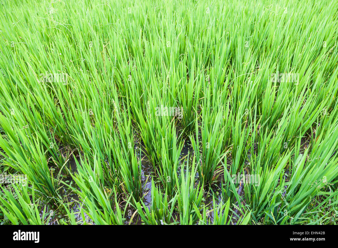 Rice field, India Stock Photo - Alamy