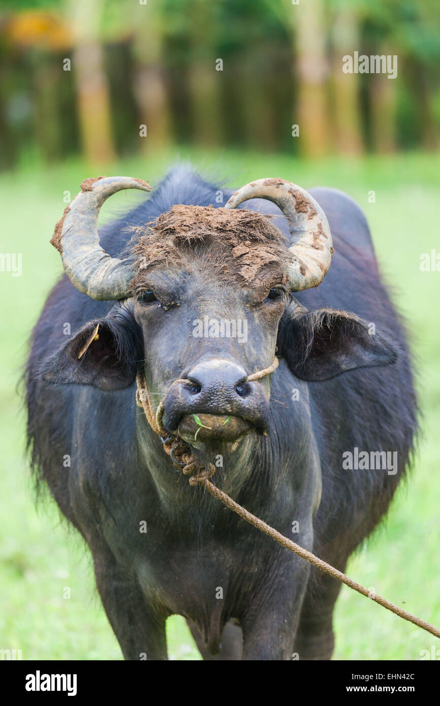 India cattle not cow hi-res stock photography and images - Alamy