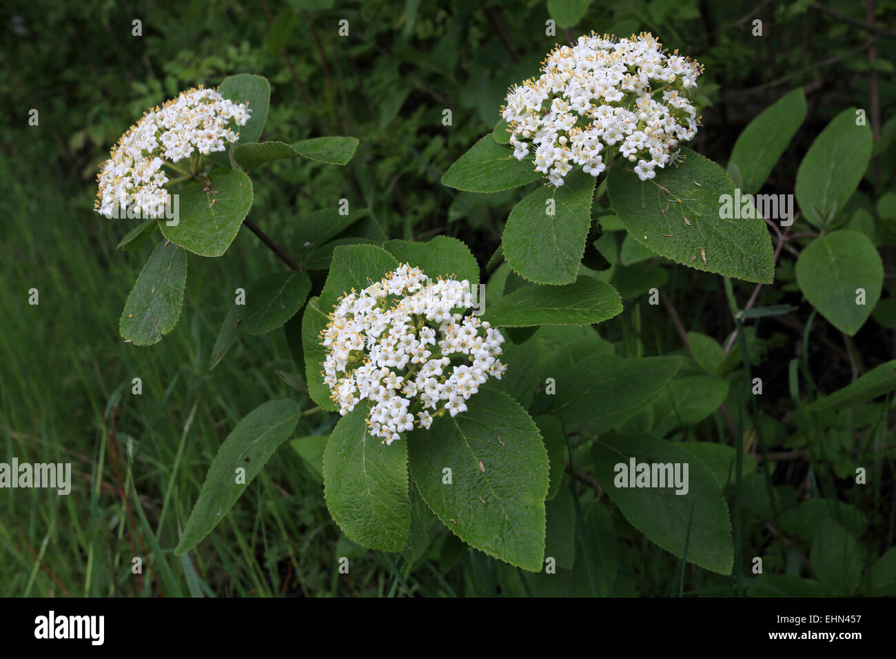 Viburnum lantana, Wayfaring Tree Stock Photo - Alamy