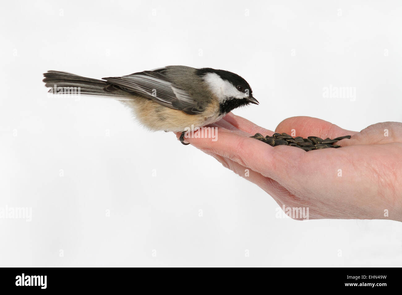 Chickadee with sunflower seed hi-res stock photography and images - Alamy