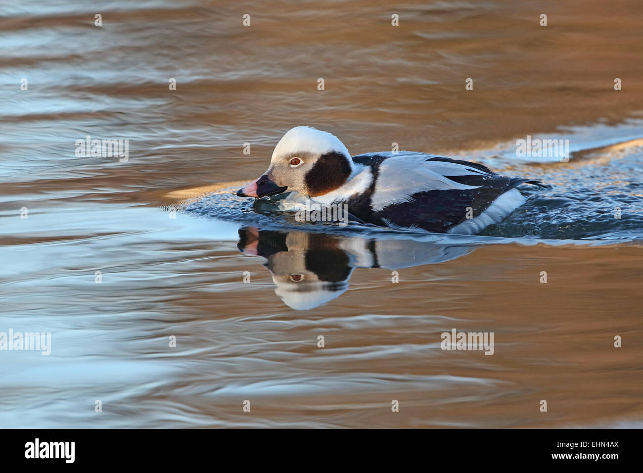 Male Long-tailed Duck (Clangula hyemalis) in Winter Plumage - Ontario ...