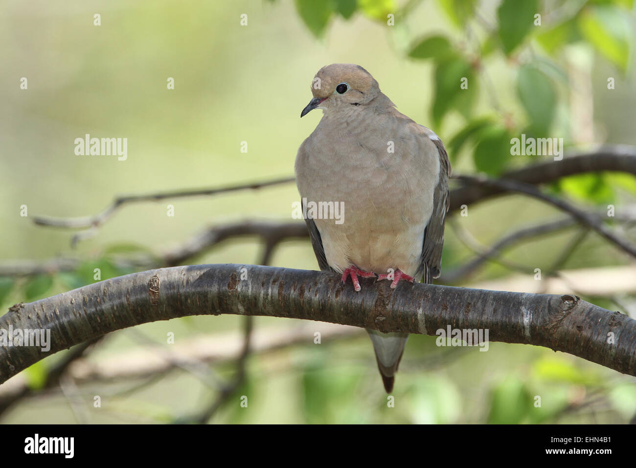 Mourning Dove (Zenaida macroura) Perched on a Tree Branch in Summer ...